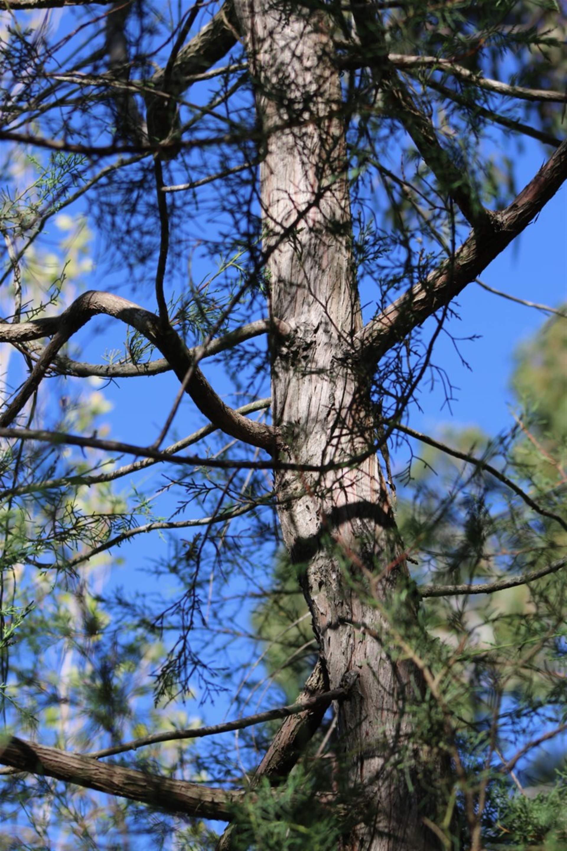 Cupressus sp. (genus) at suppressed - Canberra Nature Map