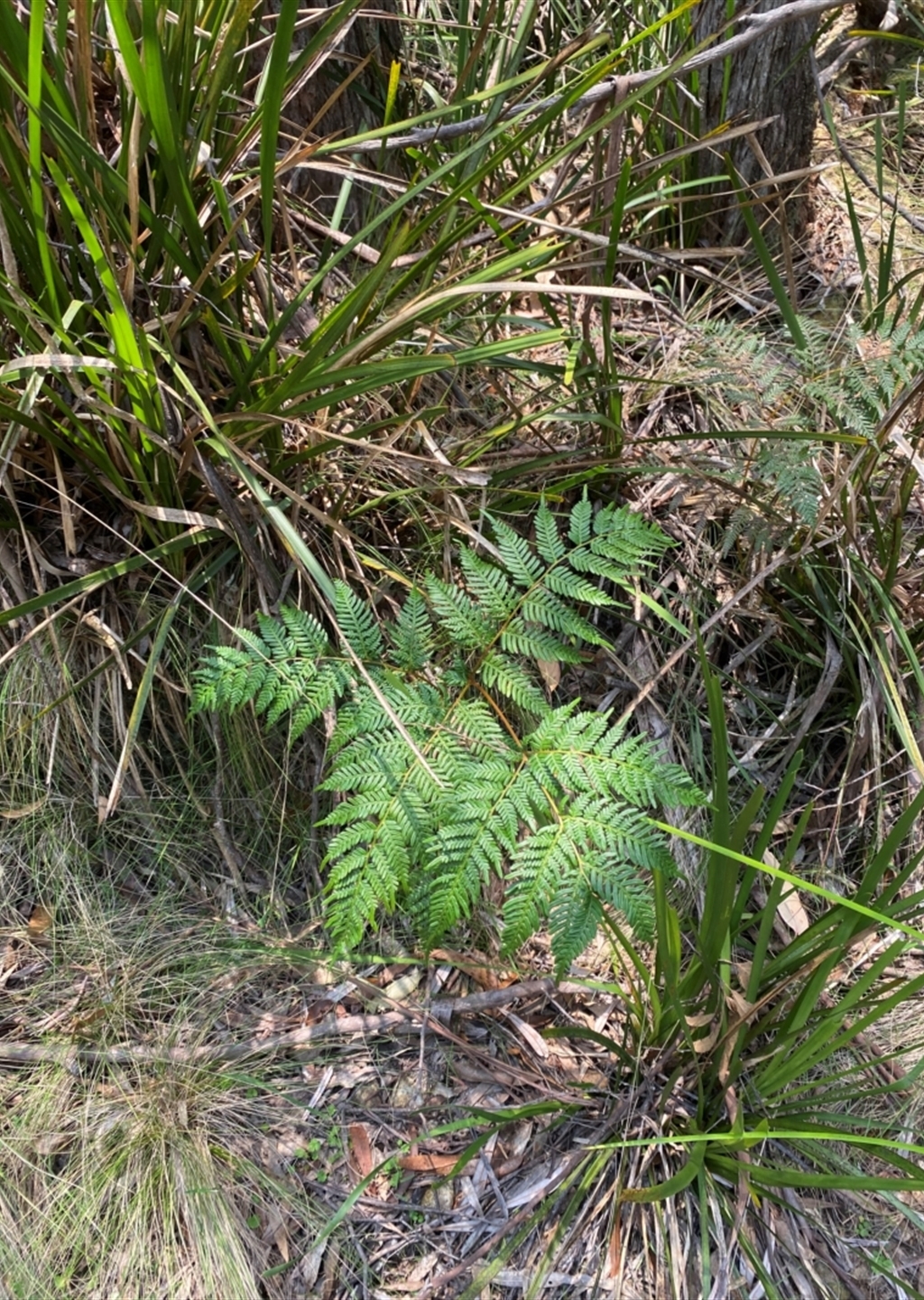 Pteridium esculentum at Barrington Tops National Park - Hunter Region