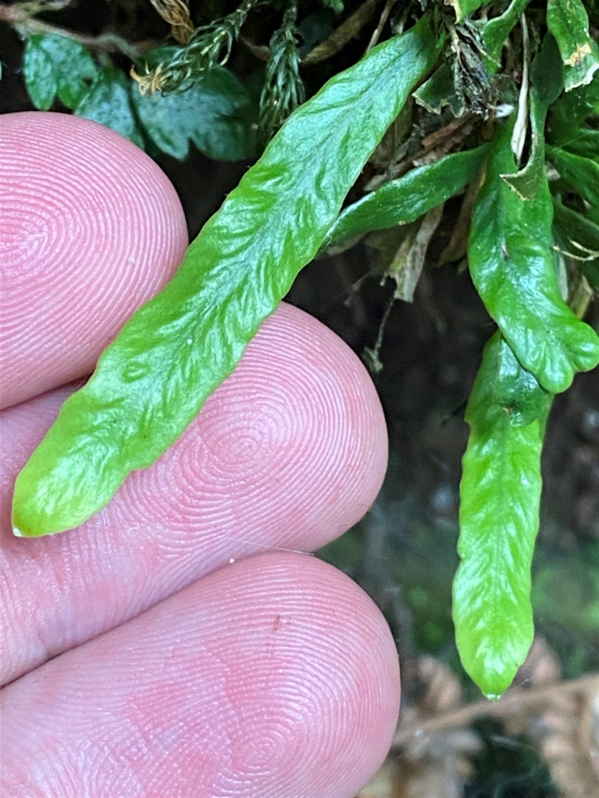 Notogrammitis billardierei at Barrington Tops National Park - Hunter Region
