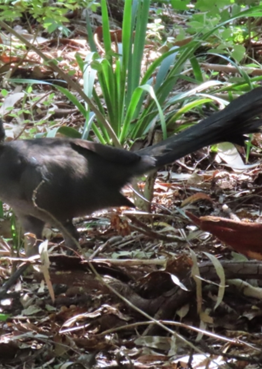 Menura novaehollandiae at Saint Marks Grassland - Barton ACT - Canberra & Southern Tablelands