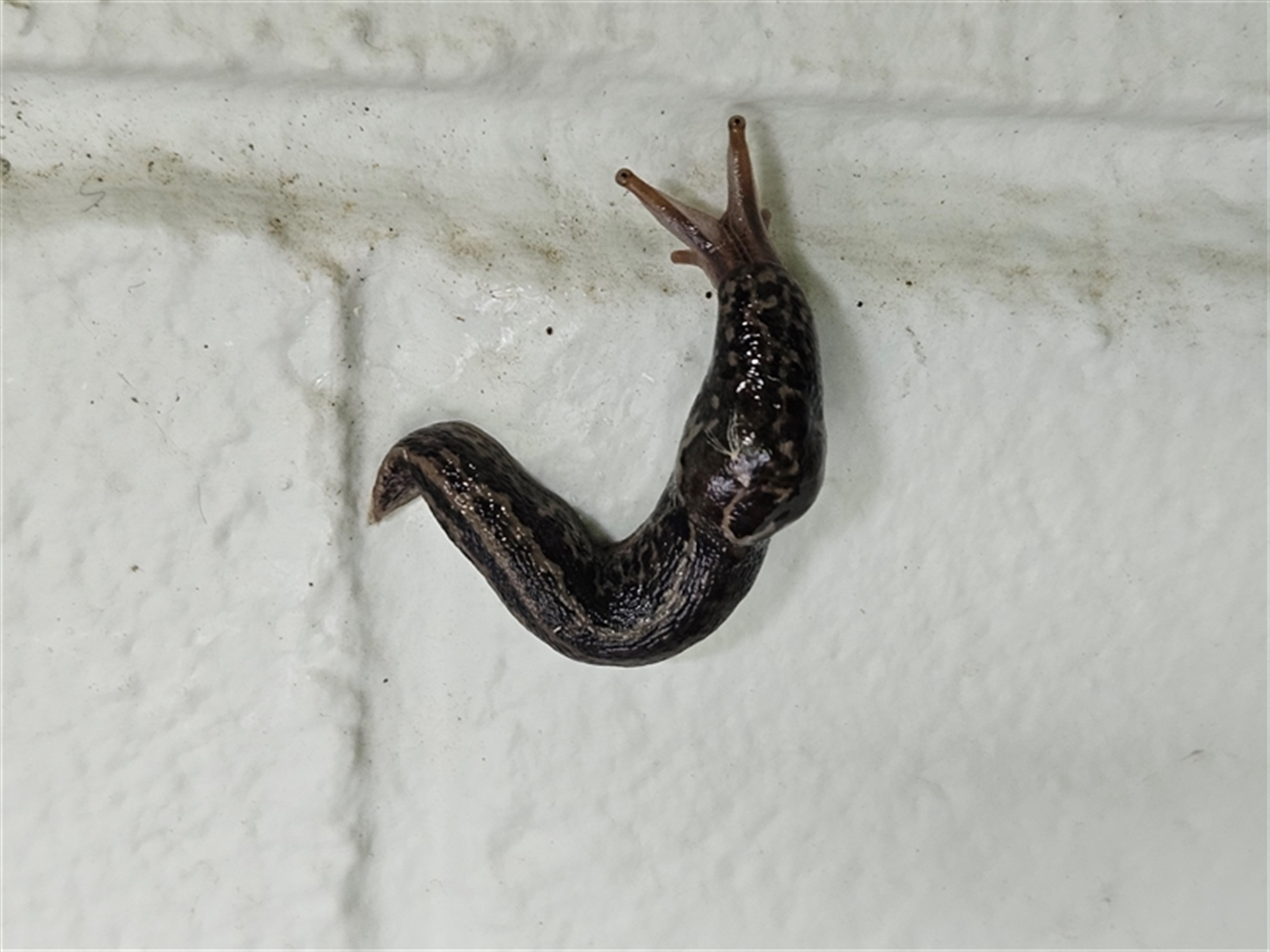 Limax maximus at Hawker, ACT - Canberra & Southern Tablelands