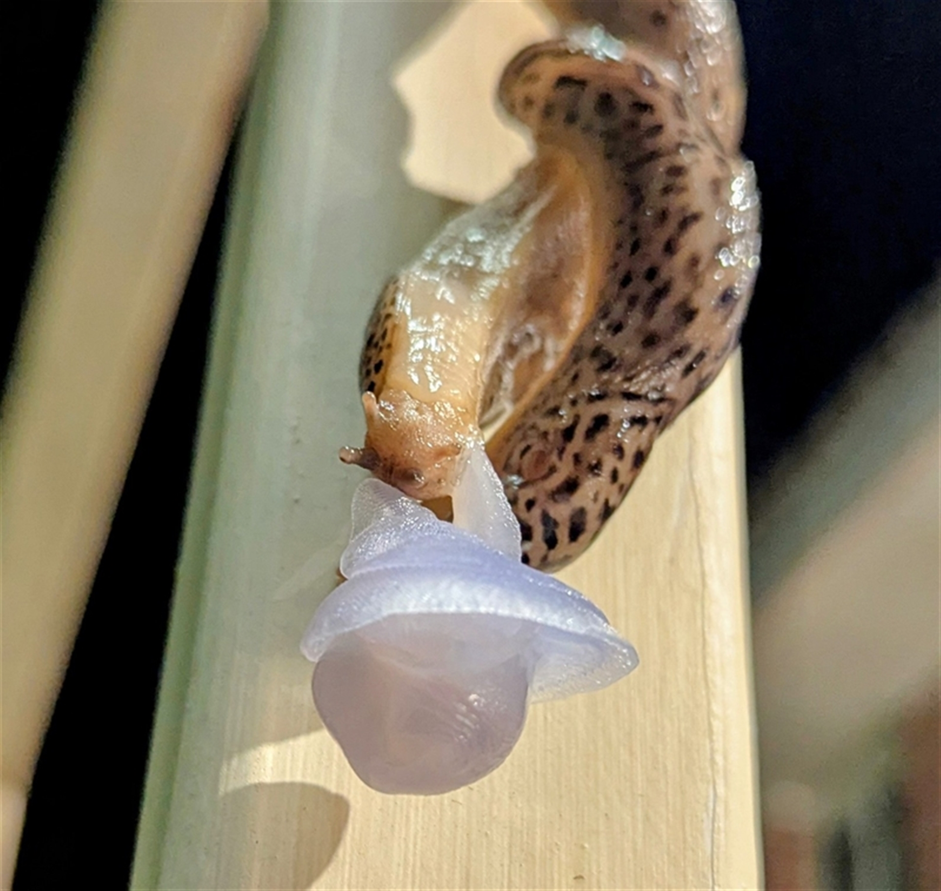 Limax maximus at Kambah, ACT - Canberra & Southern Tablelands