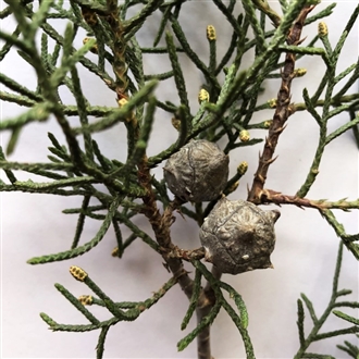 Cupressus sp. sightings - NatureMapr